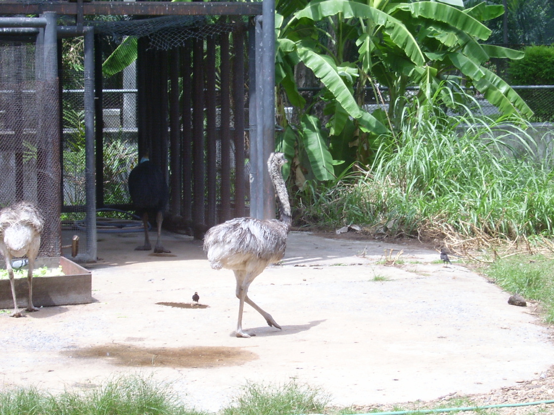 Ostrich | Pics4Learning