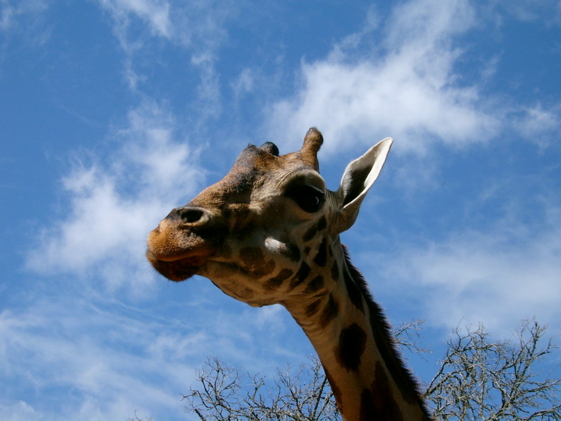 Giraffe | Pics4Learning