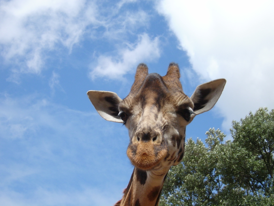 Giraffe | Pics4Learning