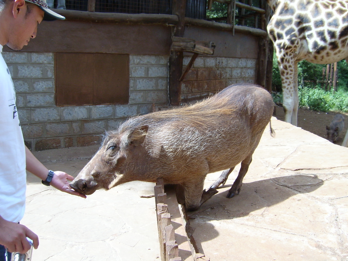 Worthog | Pics4Learning