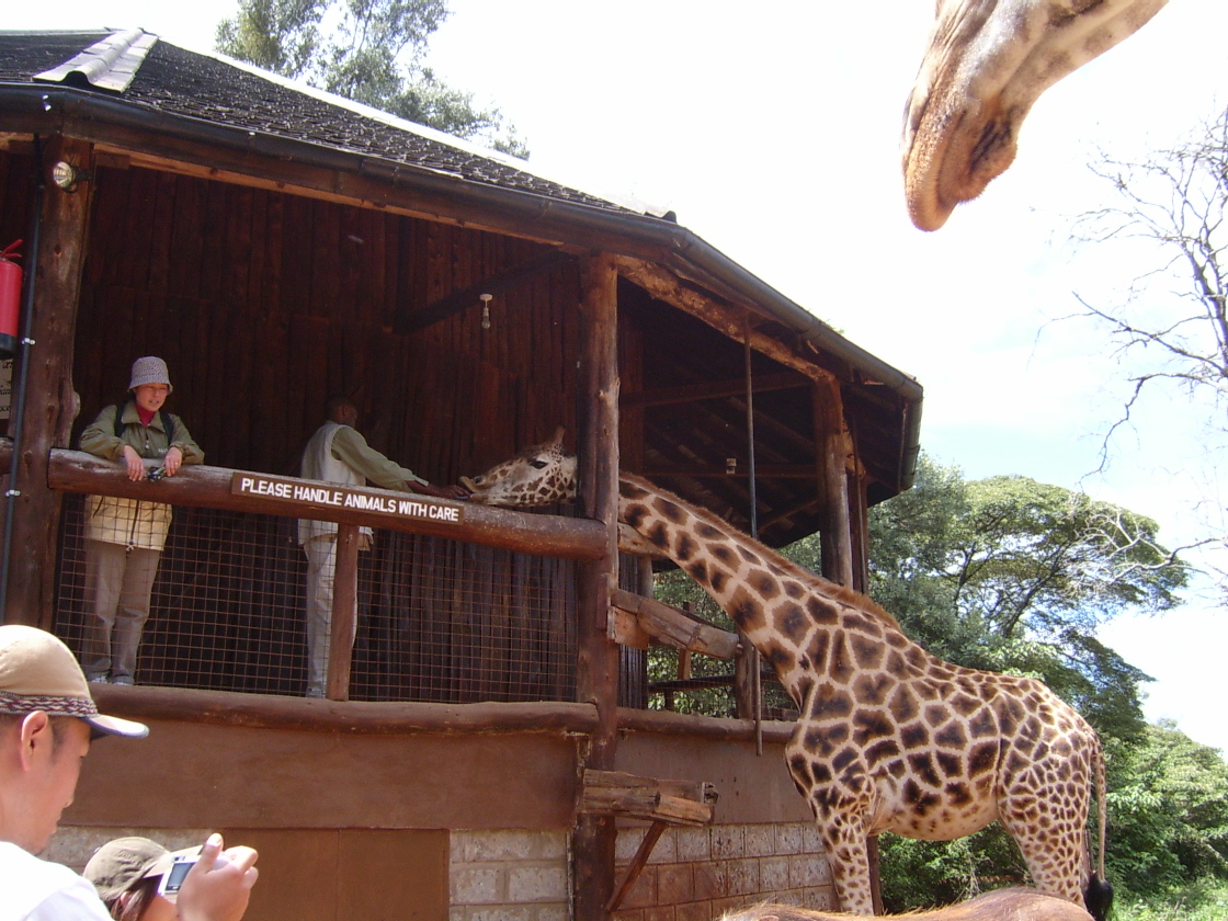Giraffe | Pics4Learning