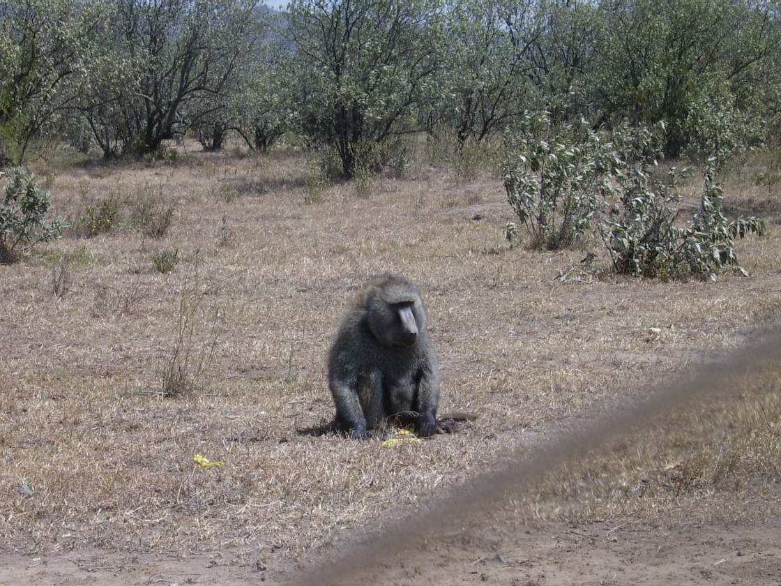 Baboon | Pics4Learning