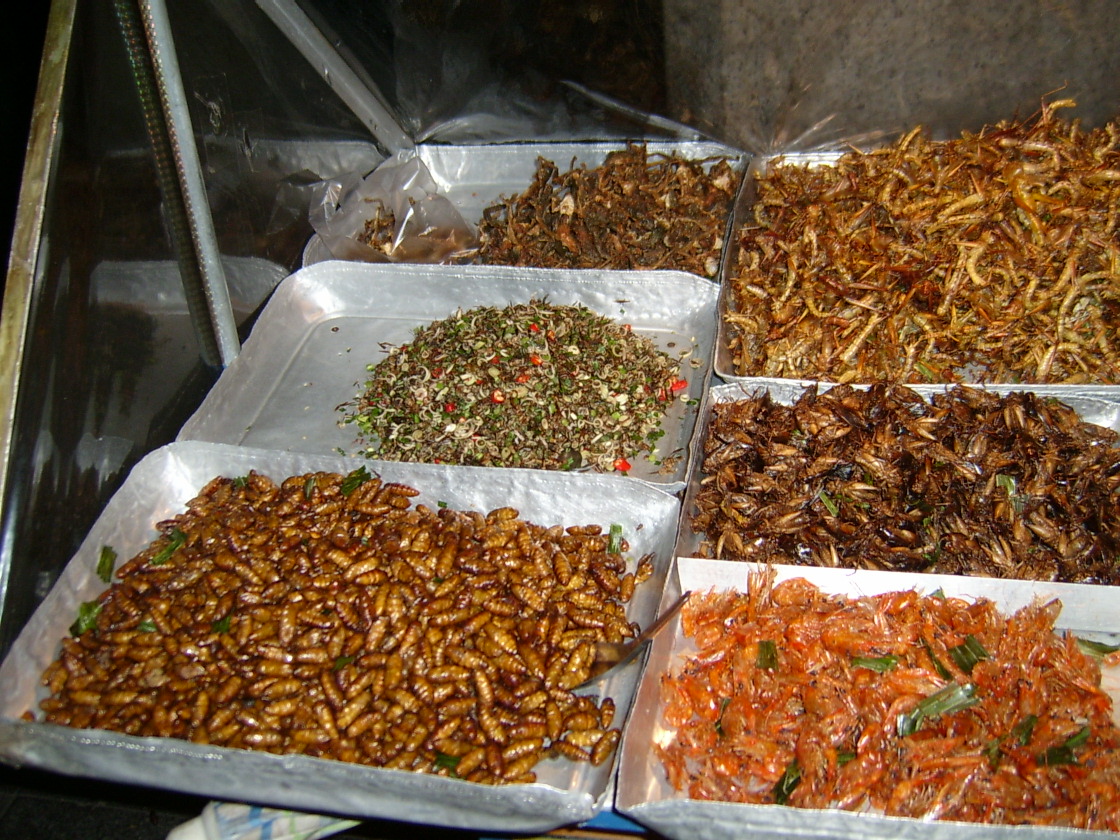 Bugs for Dinner | Pics4Learning