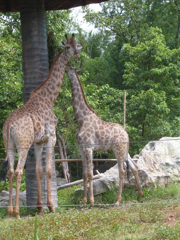 Giraffes at Bangkok Zoo | Pics4Learning