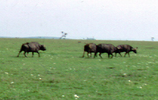 Animal photographed while on safari in Africa | Pics4Learning