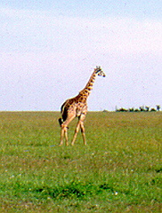 Giraffe photographed while on safari in Africa | Pics4Learning