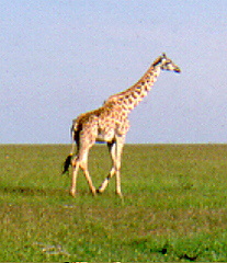 Giraffe photographed while on safari in Africa | Pics4Learning