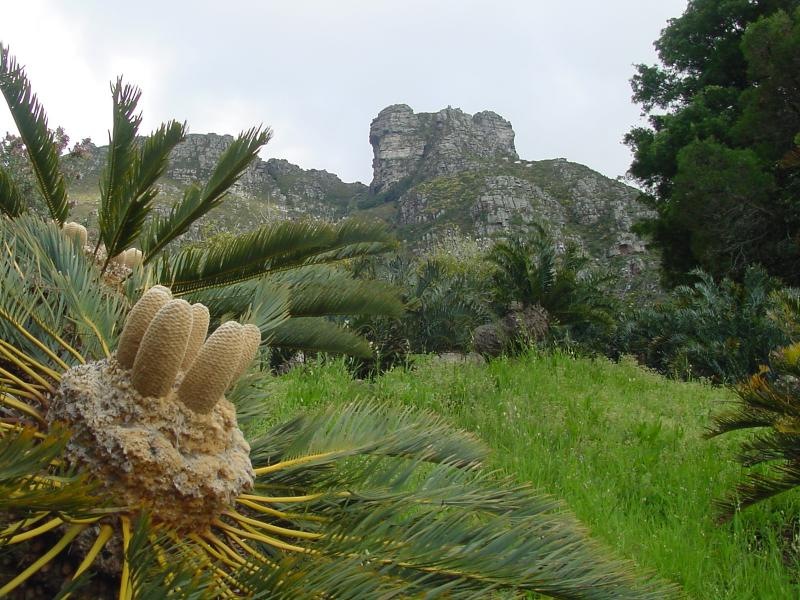 Cycad | Pics4Learning