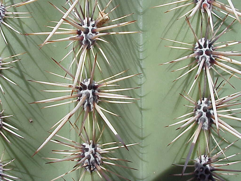 Saguaro spines | Pics4Learning