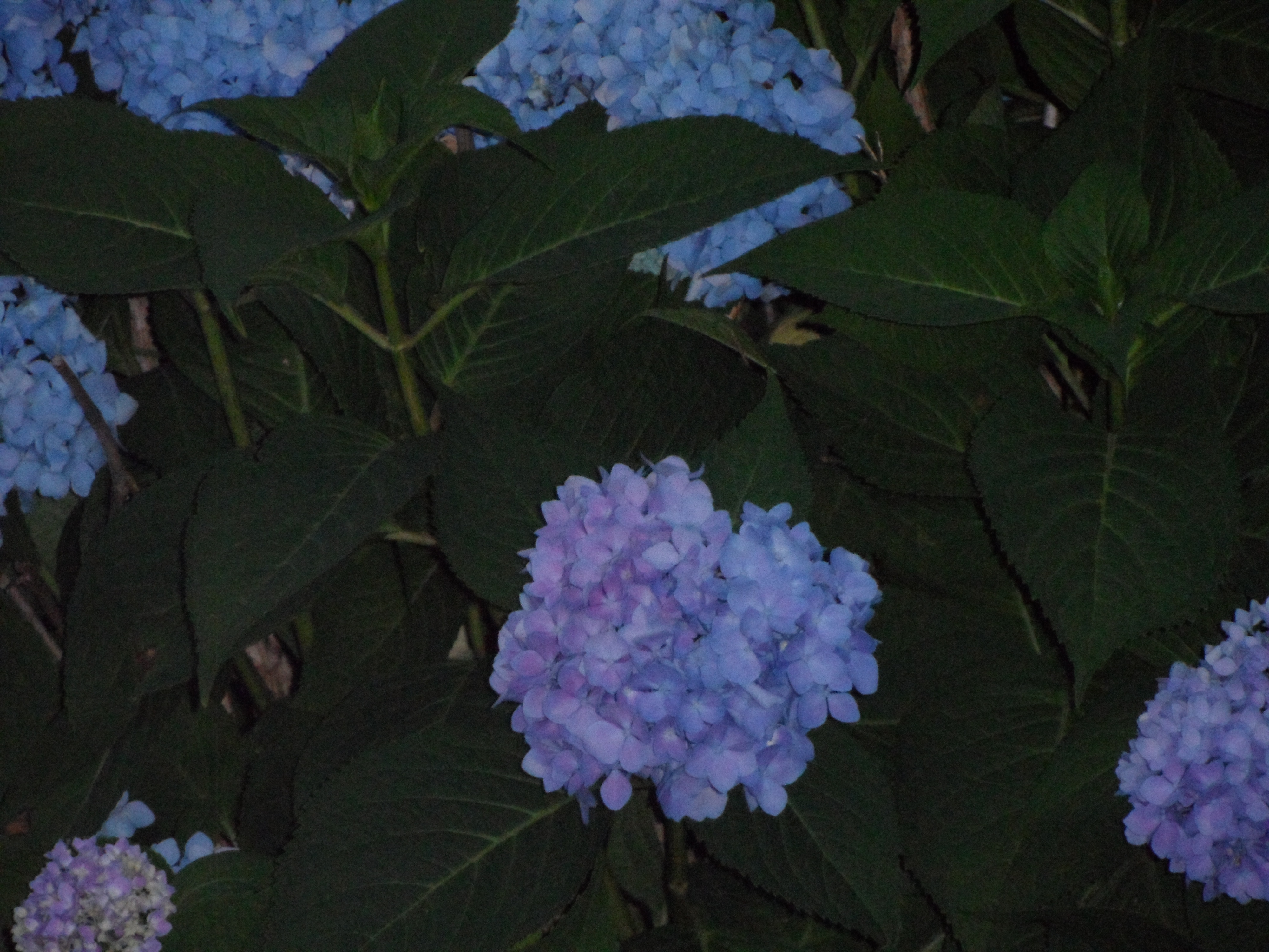Blue Hydrangea | Pics4Learning
