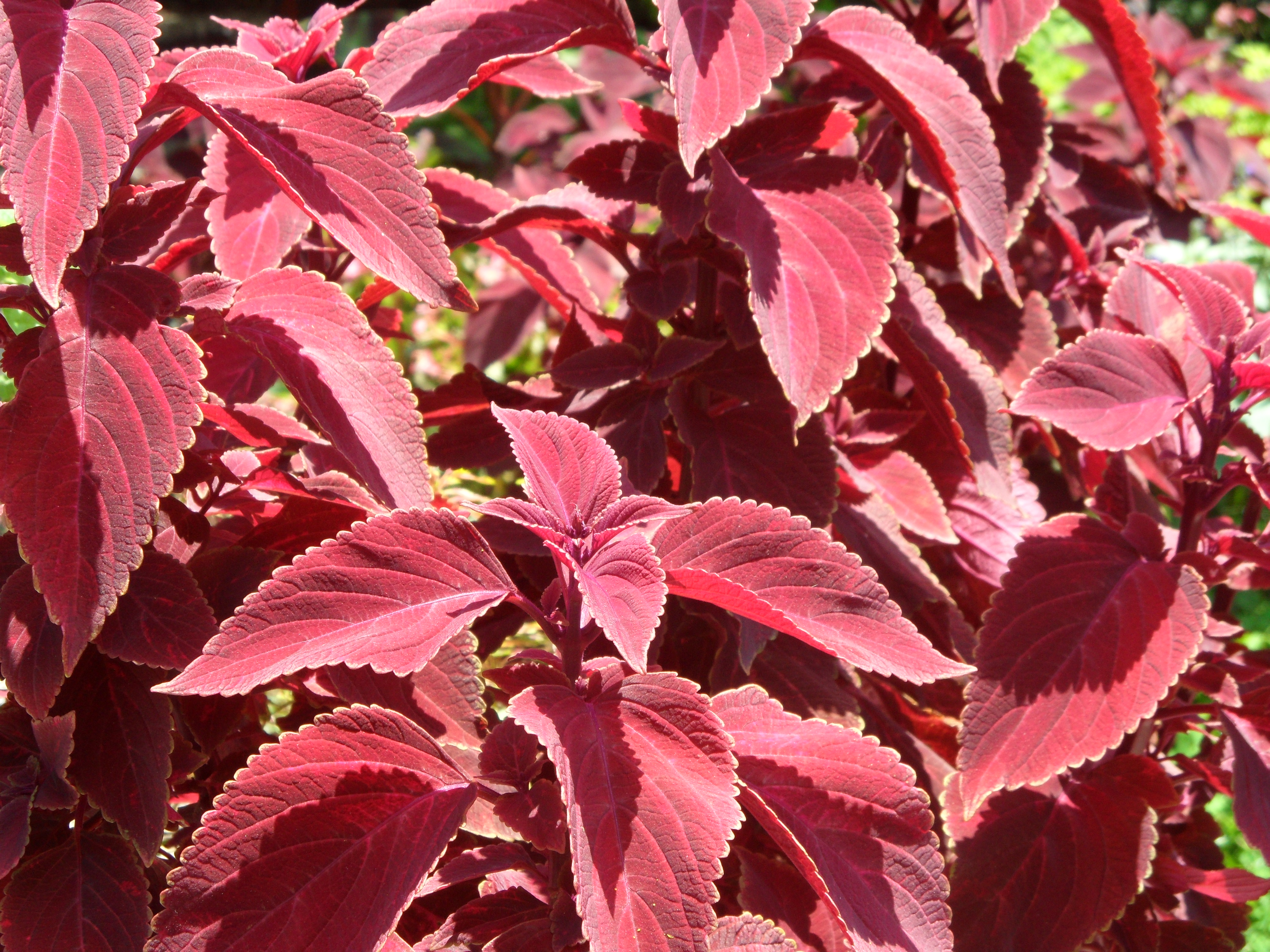 Red Coleus | Pics4Learning