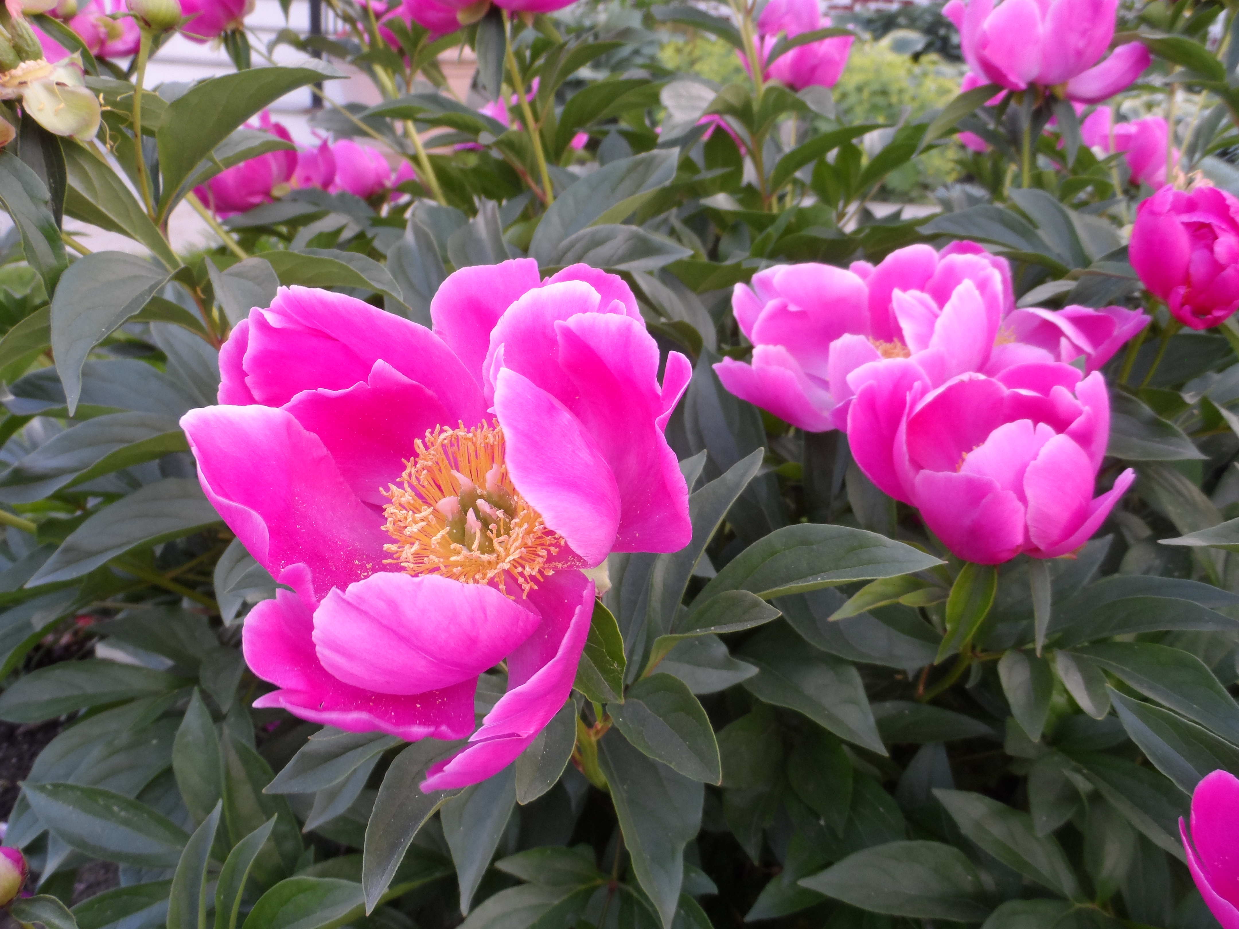 Pink Peonies | Pics4Learning