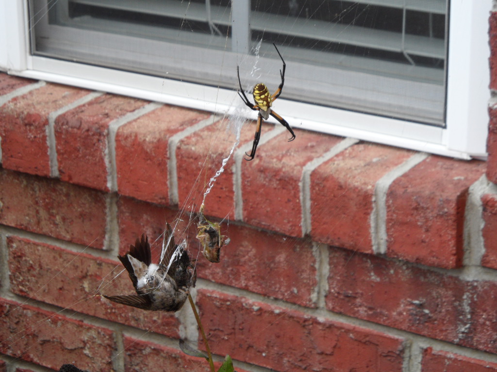 Caught in the Web | Pics4Learning