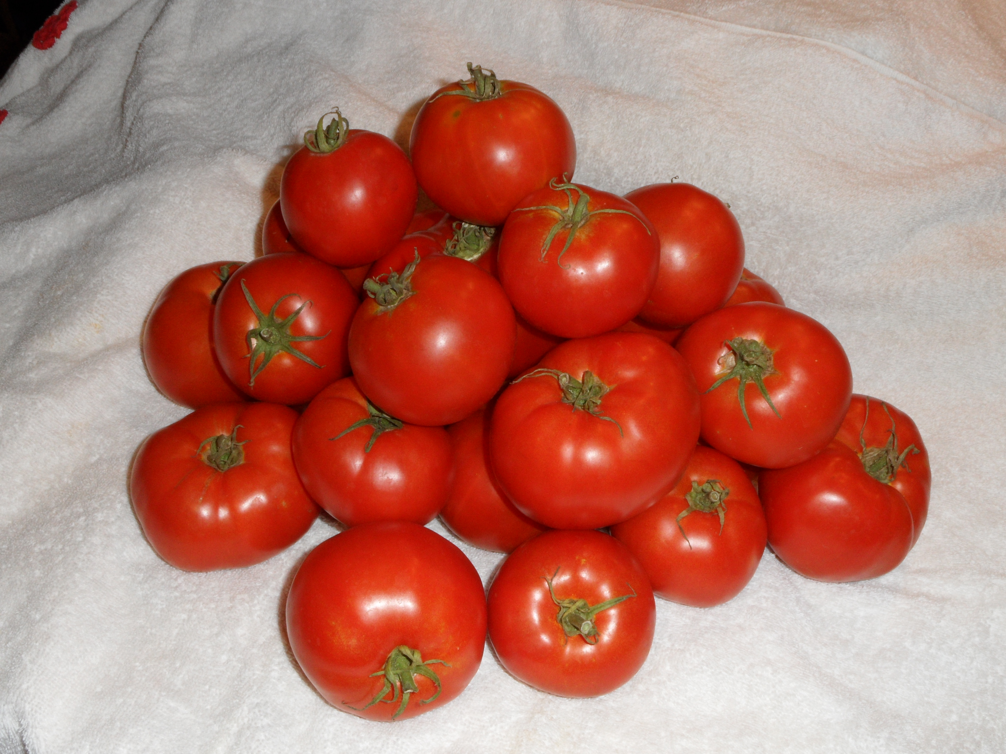 Brad's Arkansas Tomatoes | Pics4Learning