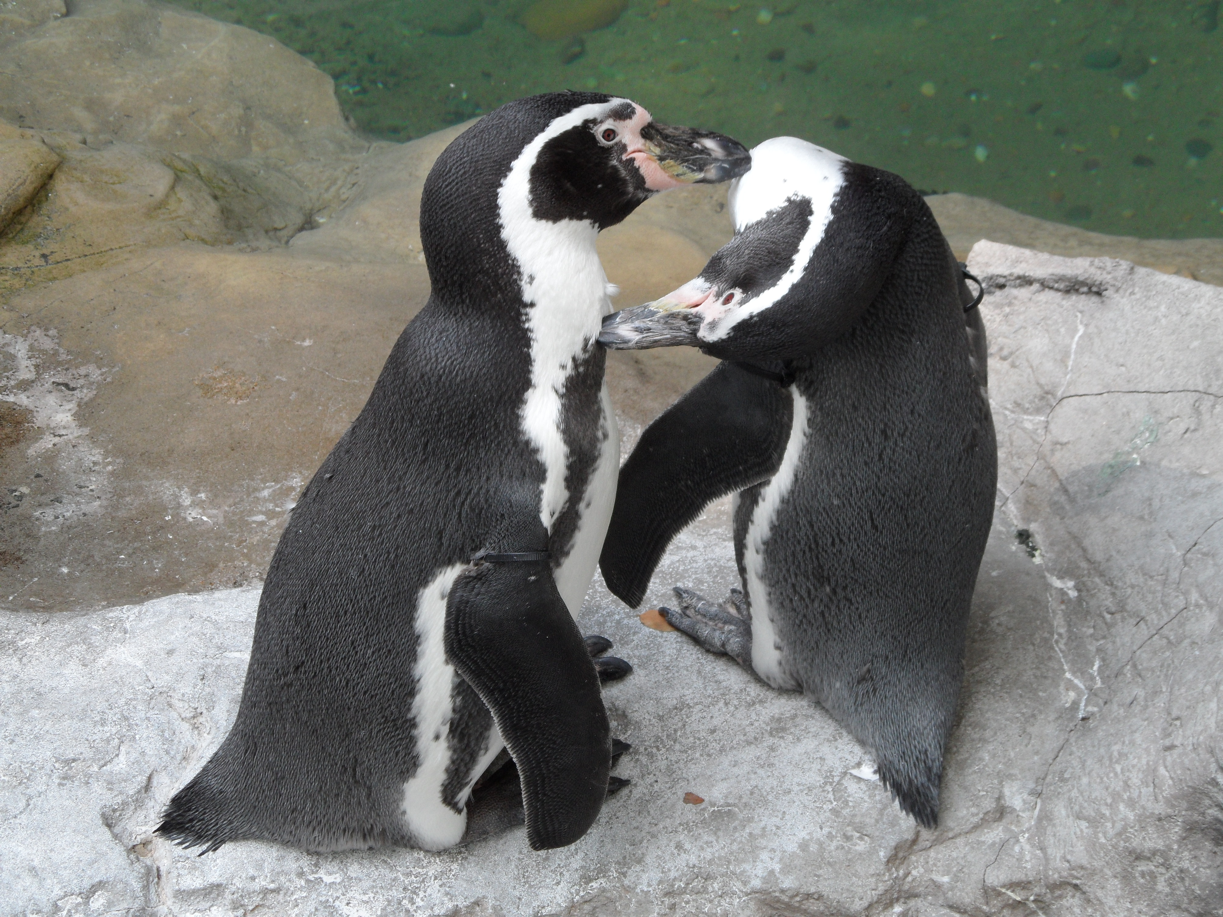 Preening Penguins | Pics4Learning