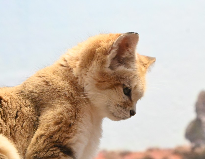 Sand Cat | Pics4Learning