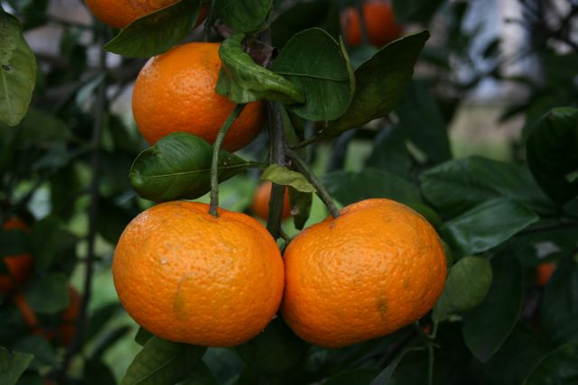 Satsumas | Pics4Learning
