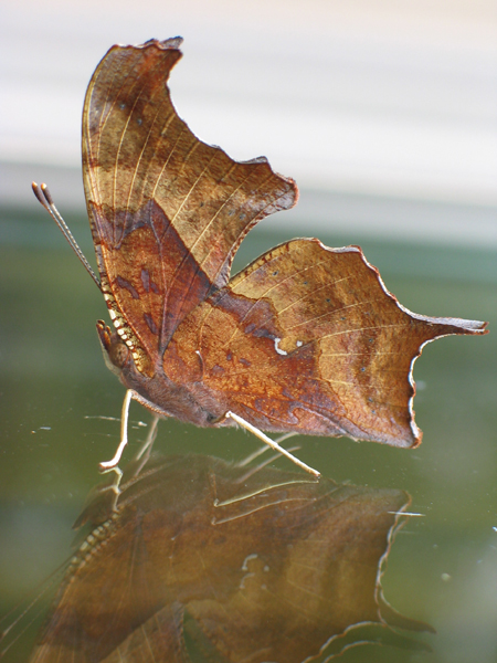 Satyr Comma - Polygonia satyrus | Pics4Learning