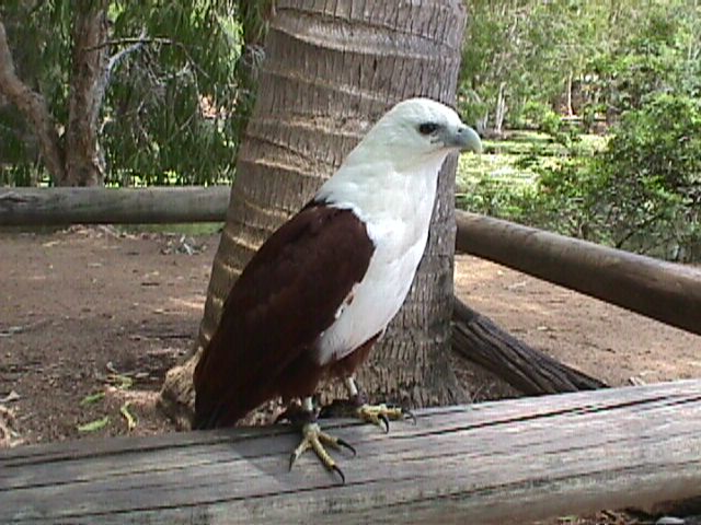 Red-backed Sea-Eagle | Pics4Learning