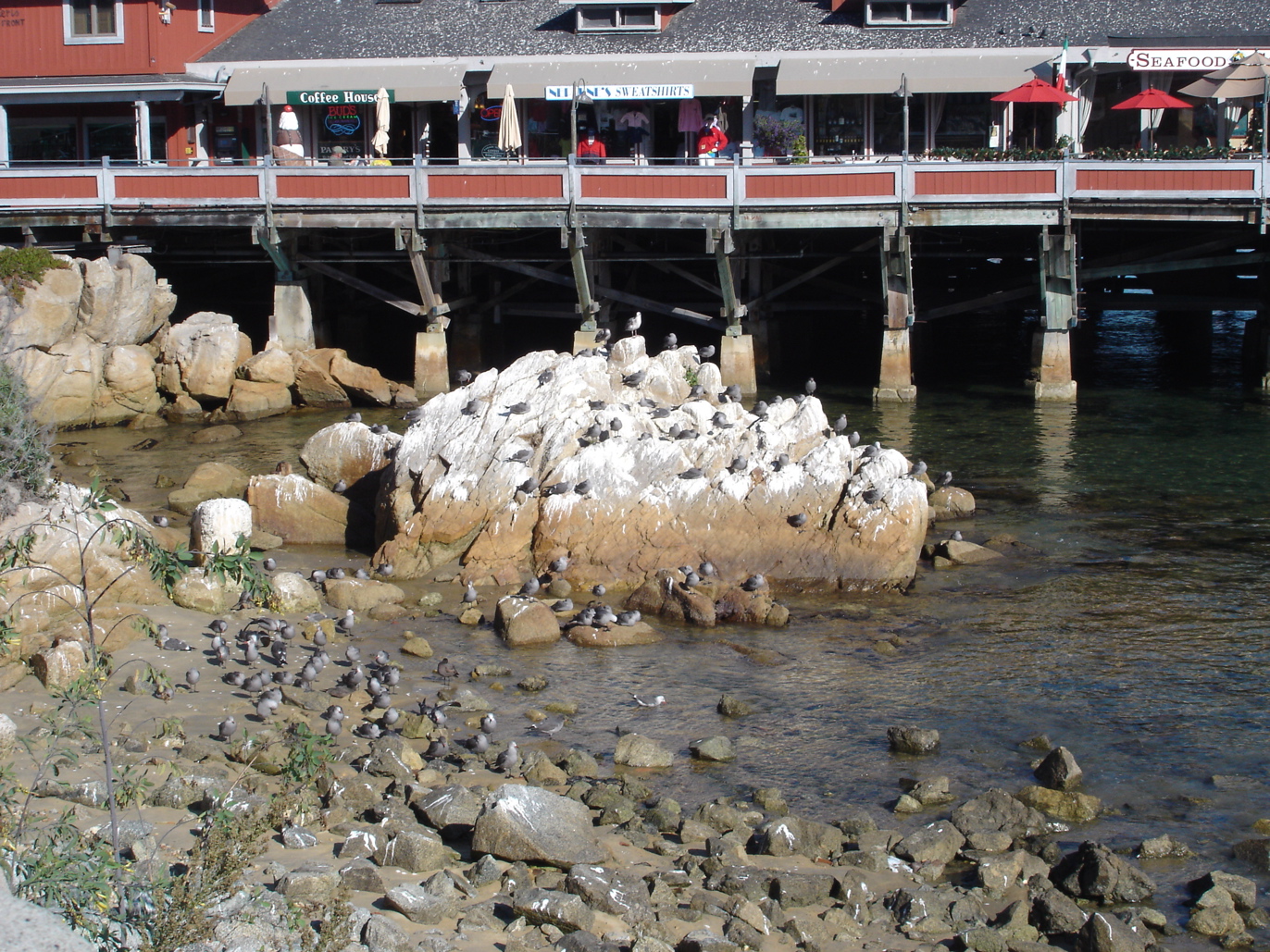 Seagulls resting on the rock | Pics4Learning