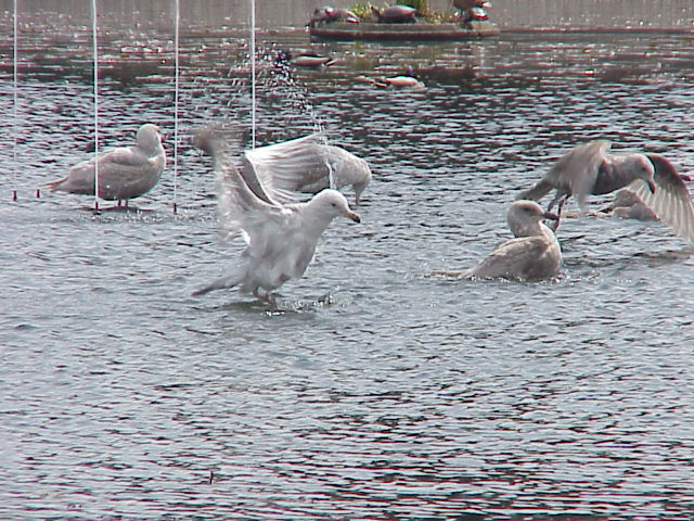 Sea Gulls cooling off on a hot day | Pics4Learning