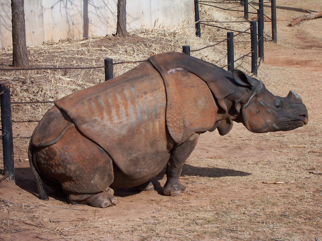 Rhino, seated | Pics4Learning