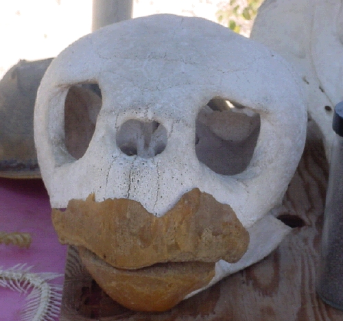 Skull of a sea turtle | Pics4Learning