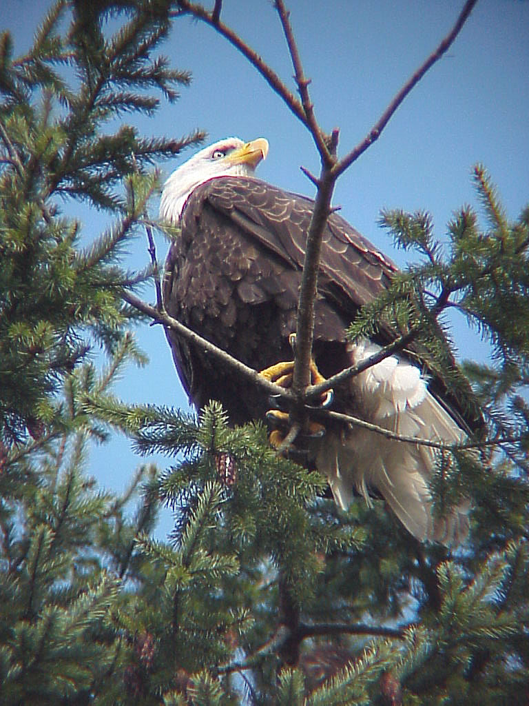 Male Bald Eagle | Pics4Learning