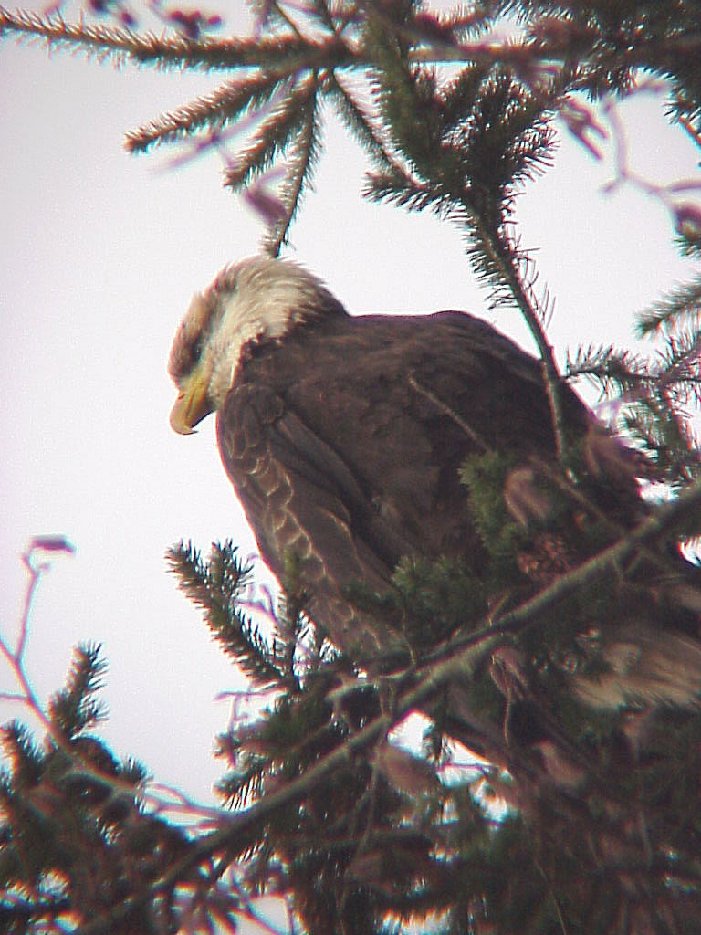 Male Bald Eagle | Pics4Learning