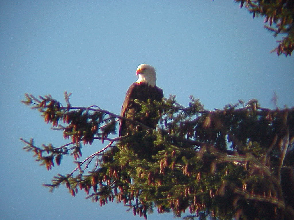 Male Bald Eagle | Pics4Learning