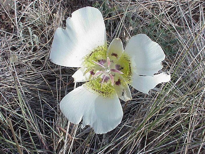 Sego lily | Pics4Learning