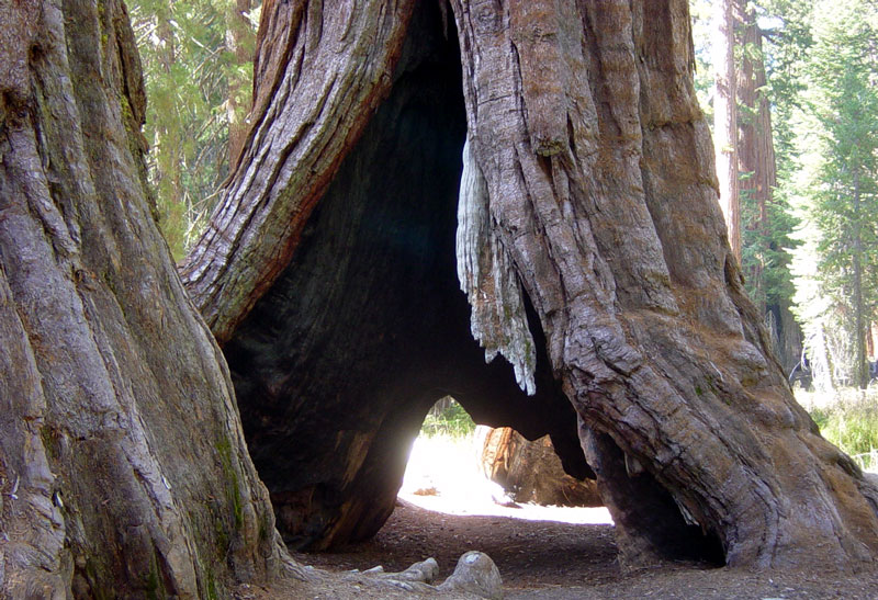 Inside of a giant sequoia damaged by fire. The bark on the outside is ...