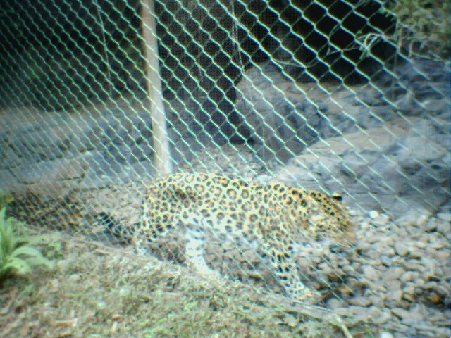 cheetah | Pics4Learning