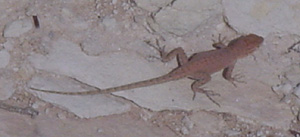 Lizard | Pics4Learning