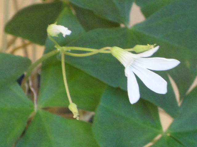 Shamrock Flower | Pics4Learning