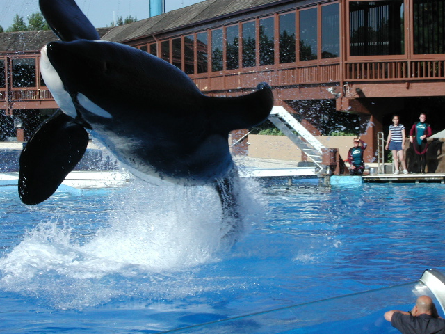 Seaworlds famous Shamu! | Pics4Learning