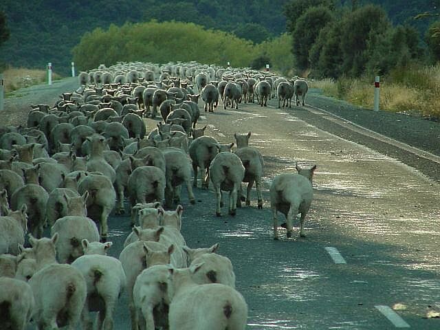 Sheep in the Road | Pics4Learning