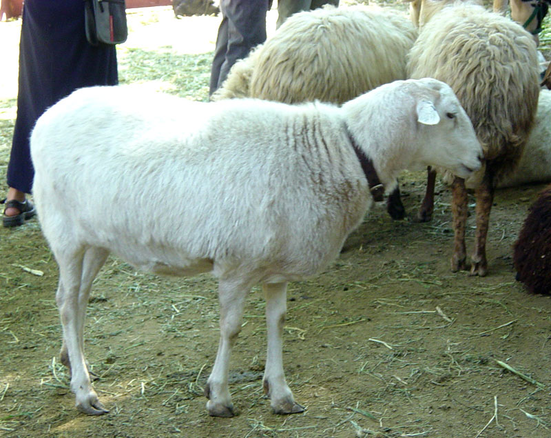 Shorn sheep | Pics4Learning