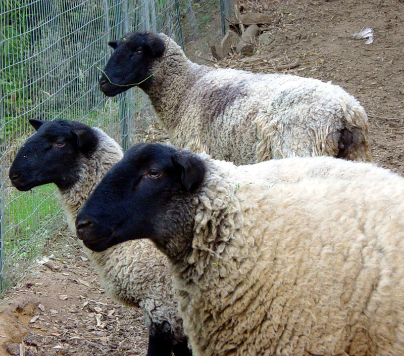 Sheep | Pics4Learning