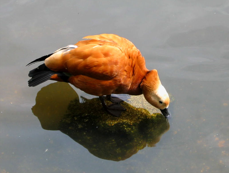 Ruddy Shelduck | Pics4Learning