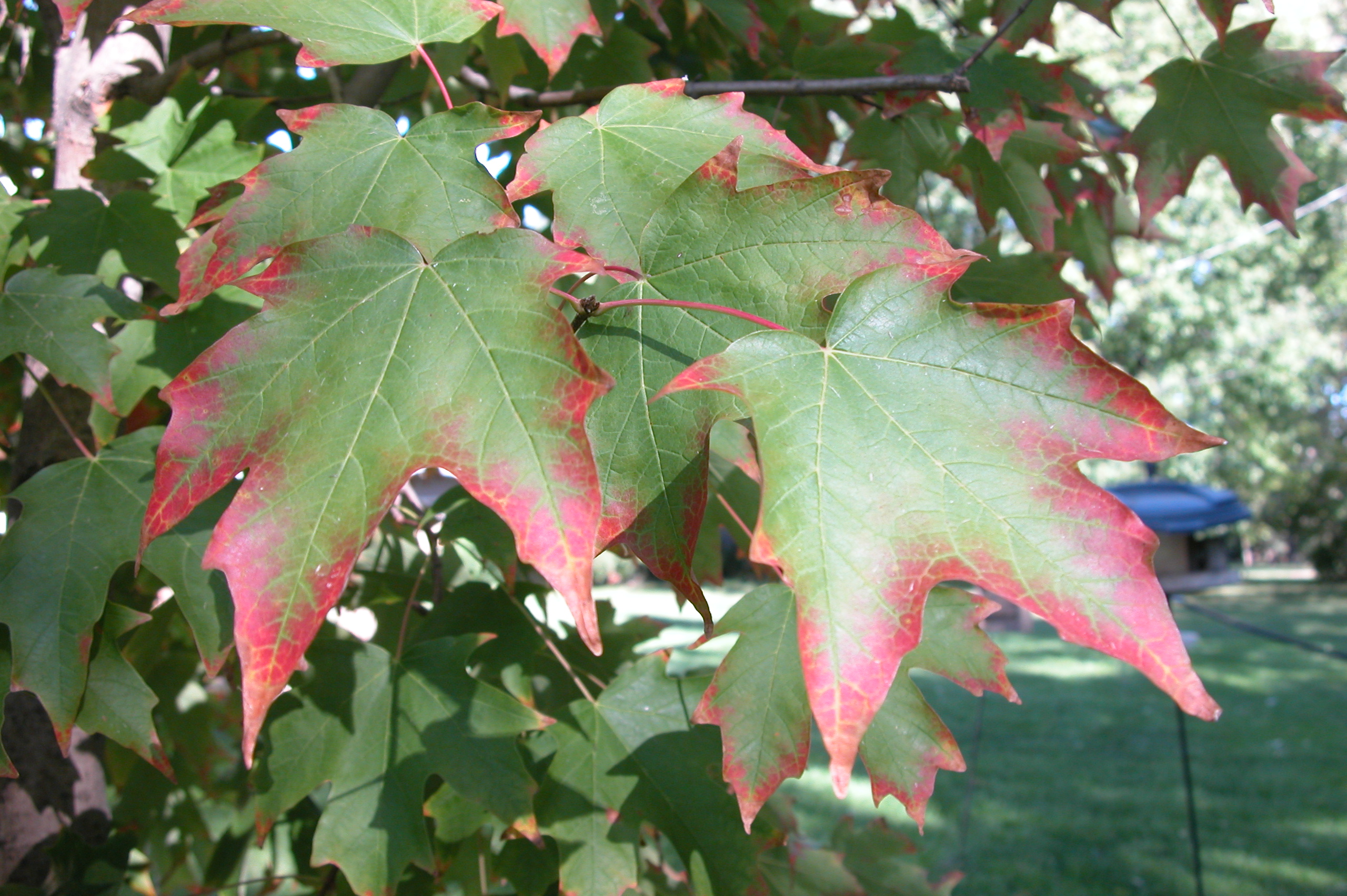 Early fall shows up on the Maple tree | Pics4Learning