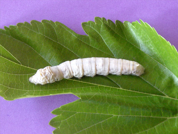 Silkworm in its 5th instar on a mulberry leaf | Pics4Learning
