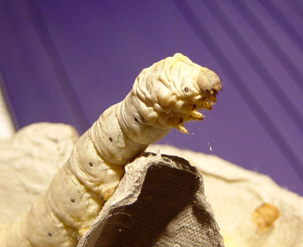 The silkworm often sends out short strands of silk as it moves to help it cling on to slippery ...