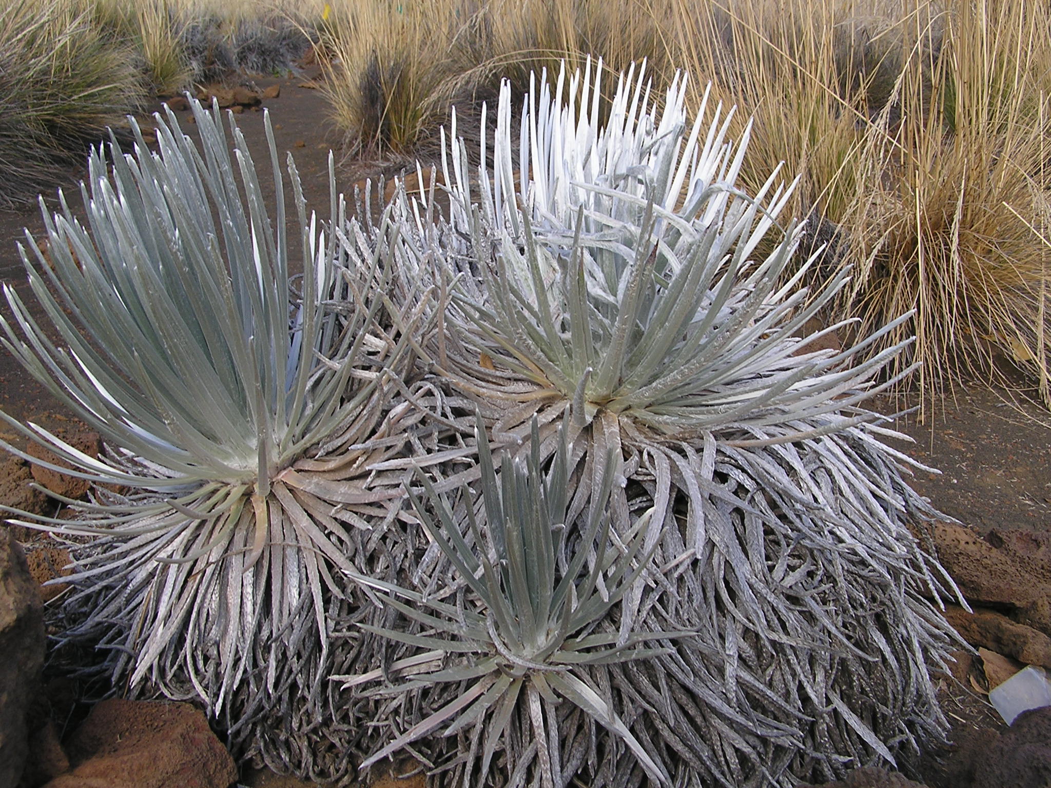 Mauna Kea silversword plant | Pics4Learning