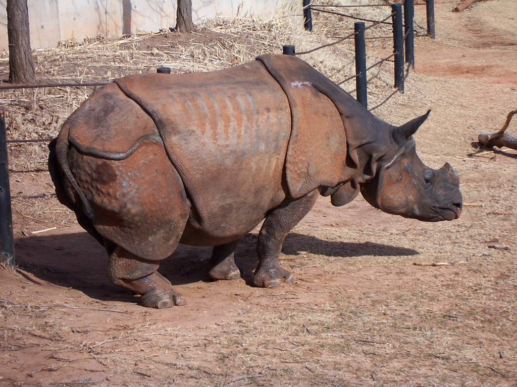 Rhino, sitting down | Pics4Learning