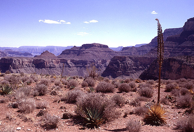 A view from within the Grand Canyon near Skeleton Point. Note the ...