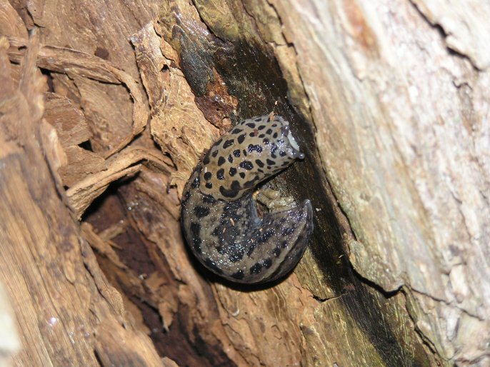 A Leopard Slug | Pics4Learning