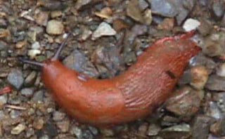 orange slug | Pics4Learning