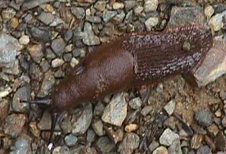 large brown slug | Pics4Learning