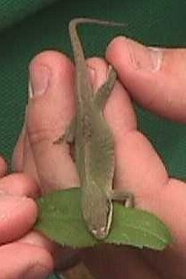 Small Lizard in East Texas Woods | Pics4Learning